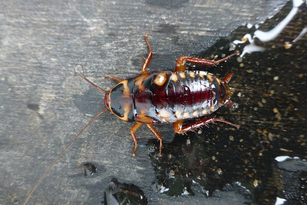 Cockroach | Project Noah