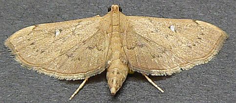 Lesser Canna Leafroller Moth | Project Noah