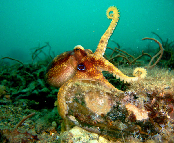 Mototi Blue Ring Octopus | Project Noah