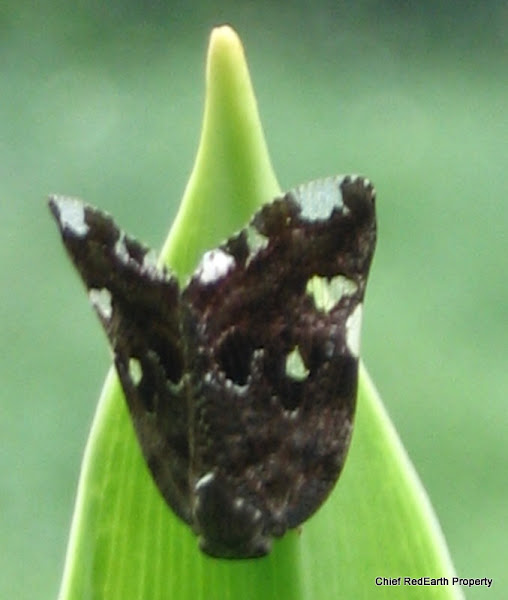 ricaniidae planthopper | Project Noah
