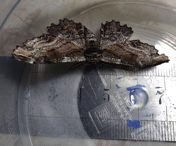 Sinister Moth | Project Noah