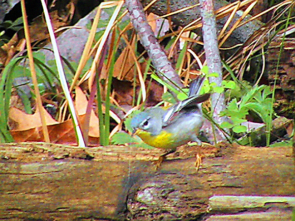 Northern Parula female | Project Noah