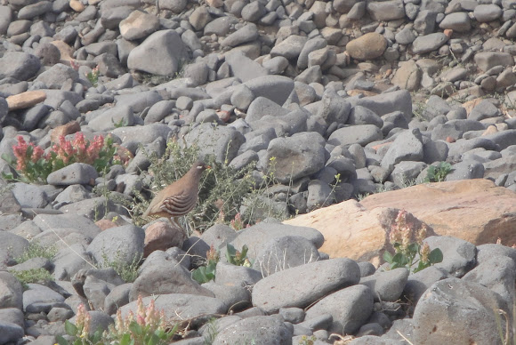 Sand Partridge | Project Noah