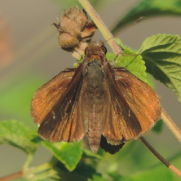 Celia's Roadside Skipper | Project Noah