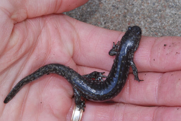 Small-mouthed salamander | Project Noah