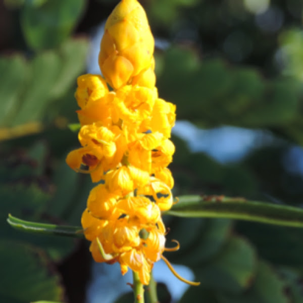 Candlestick bush | Project Noah