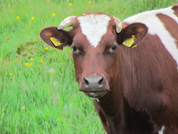 Freemartin (cattle) | Project Noah