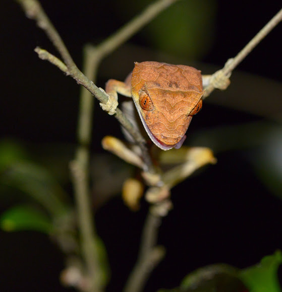 Leaf-tailed gecko | Project Noah