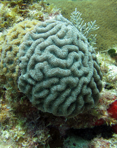 Cactus Coral | Project Noah