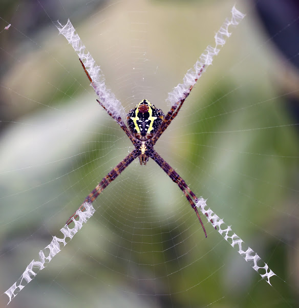 St. Andrews Cross Spider | Project Noah