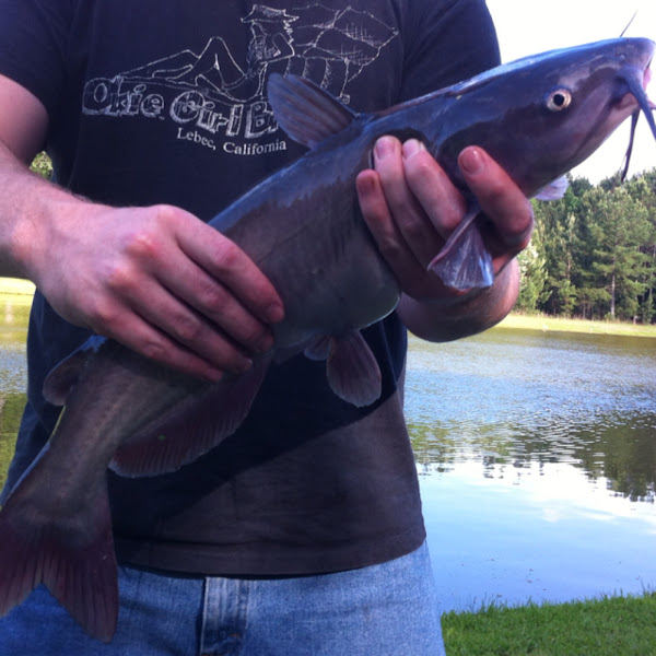 Catfish | Project Noah