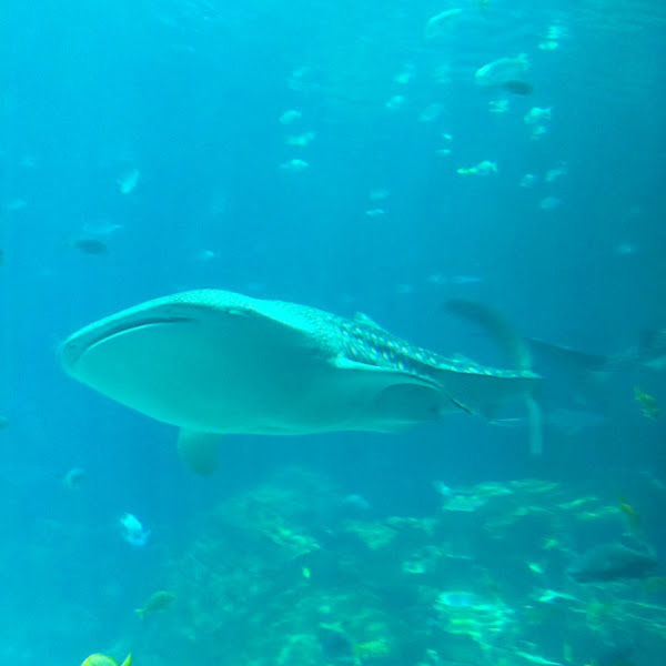 Whale Shark | Project Noah