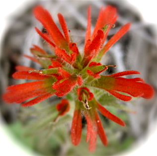 Common Red Paintbrush | Project Noah