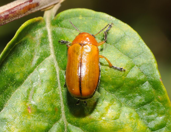 Clay-colored leaf beetle | Project Noah