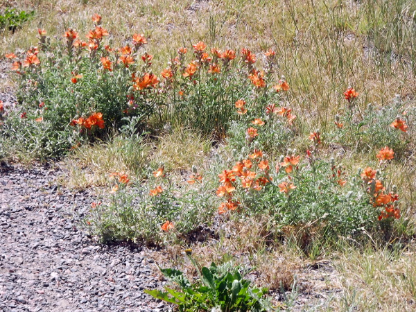 Copper Mallow | Project Noah