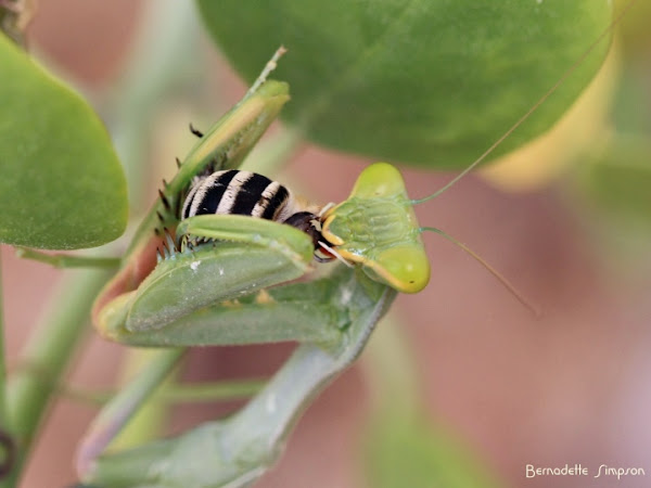 Mantis with Prey (bee) | Project Noah