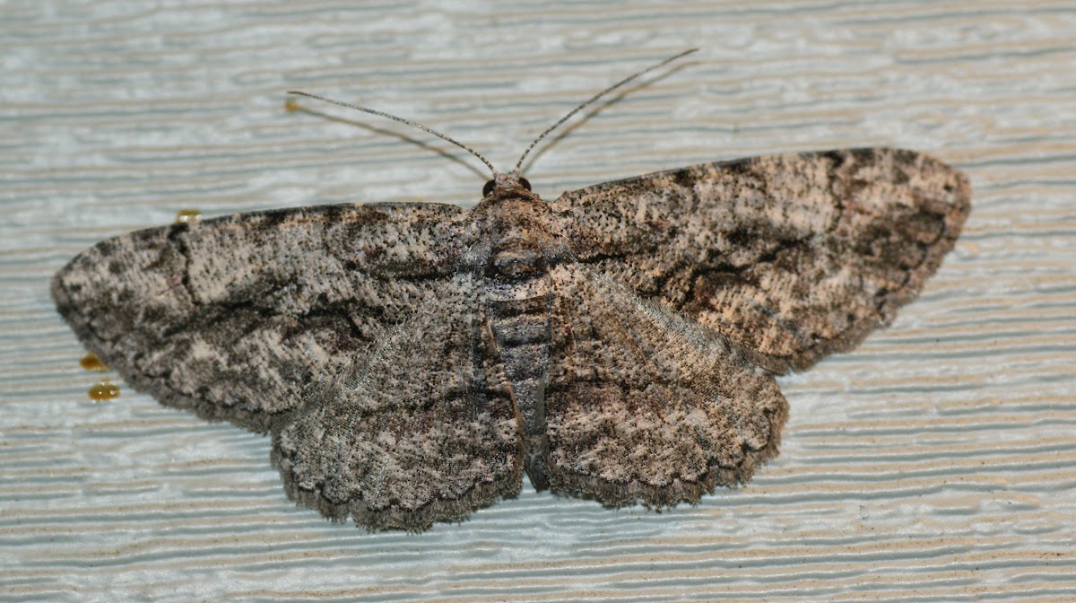 Common Gray Moth | Project Noah