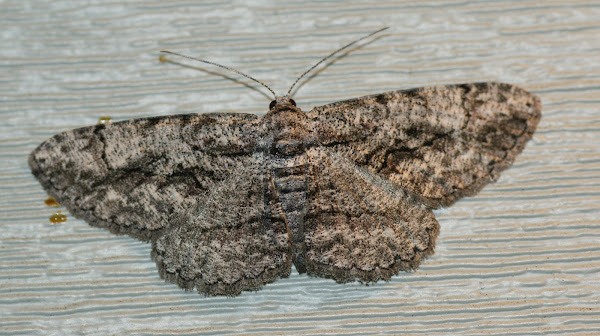 Common Gray Moth | Project Noah