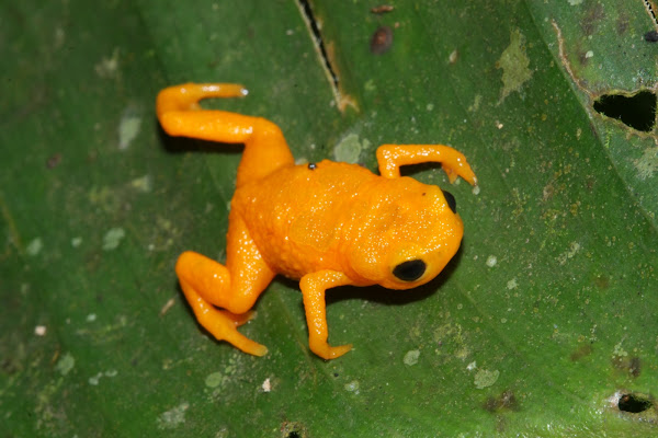 Pumpkin Toadlet | Project Noah