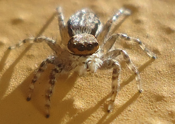 Gray Wall Jumper spider | Project Noah