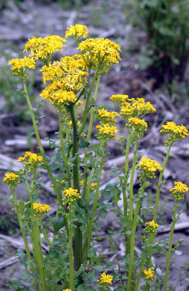 Butterweed | Project Noah