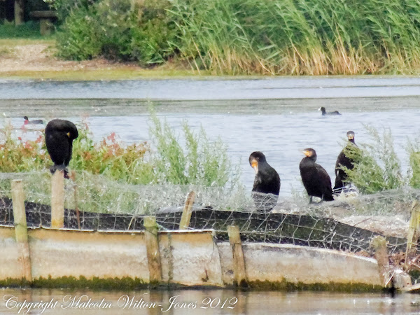 Cormorant | Project Noah