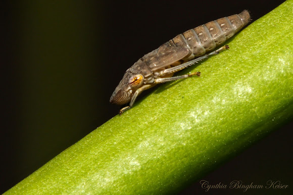 Glassy-winged Sharpshooter (Nymph) | Project Noah