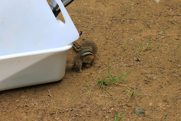 Eastern Chipmunk | Project Noah