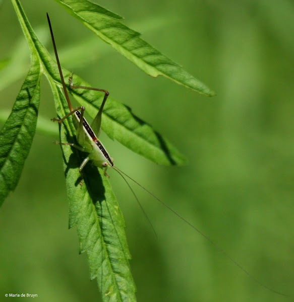 Meadow katydid, female | Project Noah