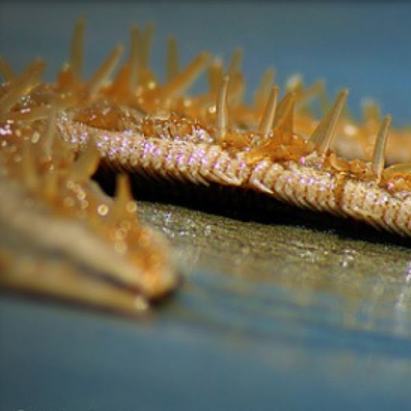 Starfish upside down | Project Noah