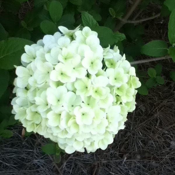 Hydrangea | Project Noah