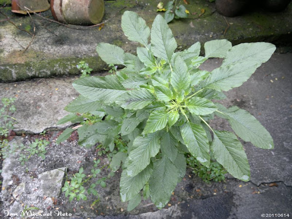 Spiny amaranth, kulitis | Project Noah