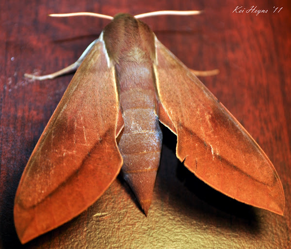 Cape Hawk Moth | Project Noah