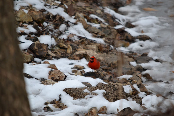 Northern Cardinal | Project Noah