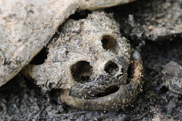 Common snapping turtle (skeleton) | Project Noah