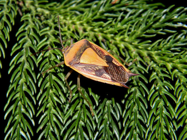 giant shield bug | Project Noah