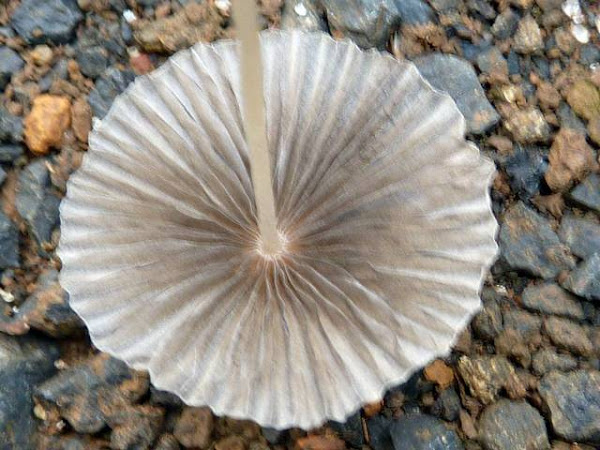 Hongo | Project Noah