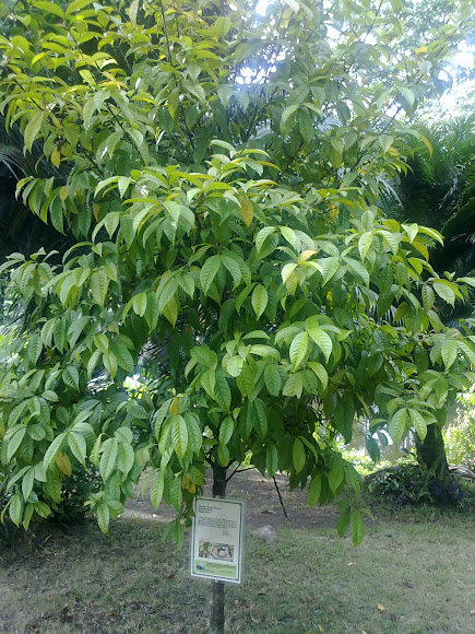 Batuan Tree | Project Noah