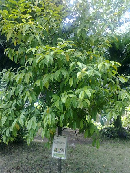 Batuan Tree | Project Noah