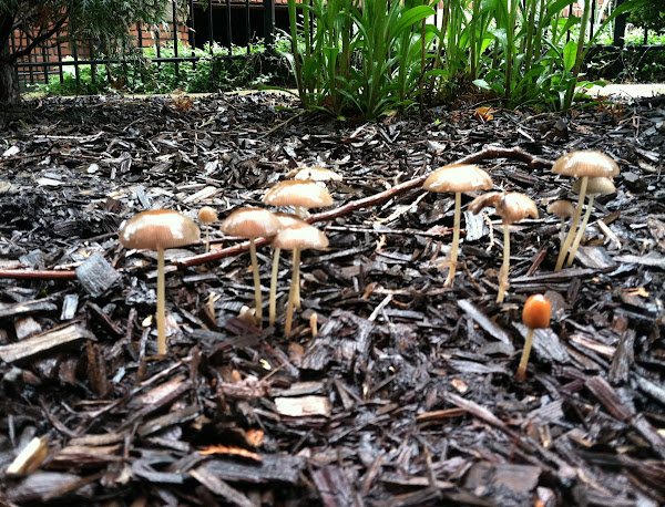 Inky Cap Mushrooms | Project Noah