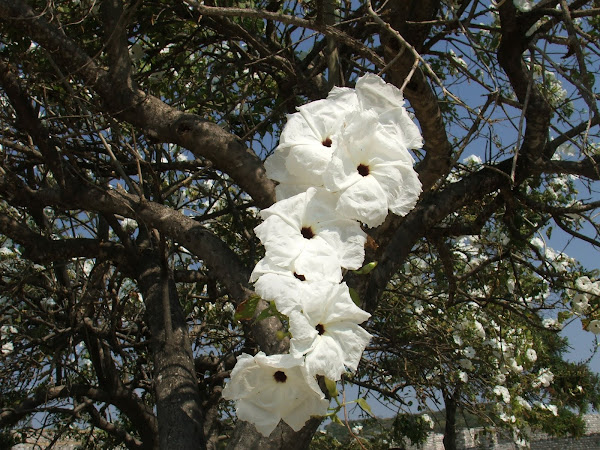 Flor de Casahuate | Project Noah