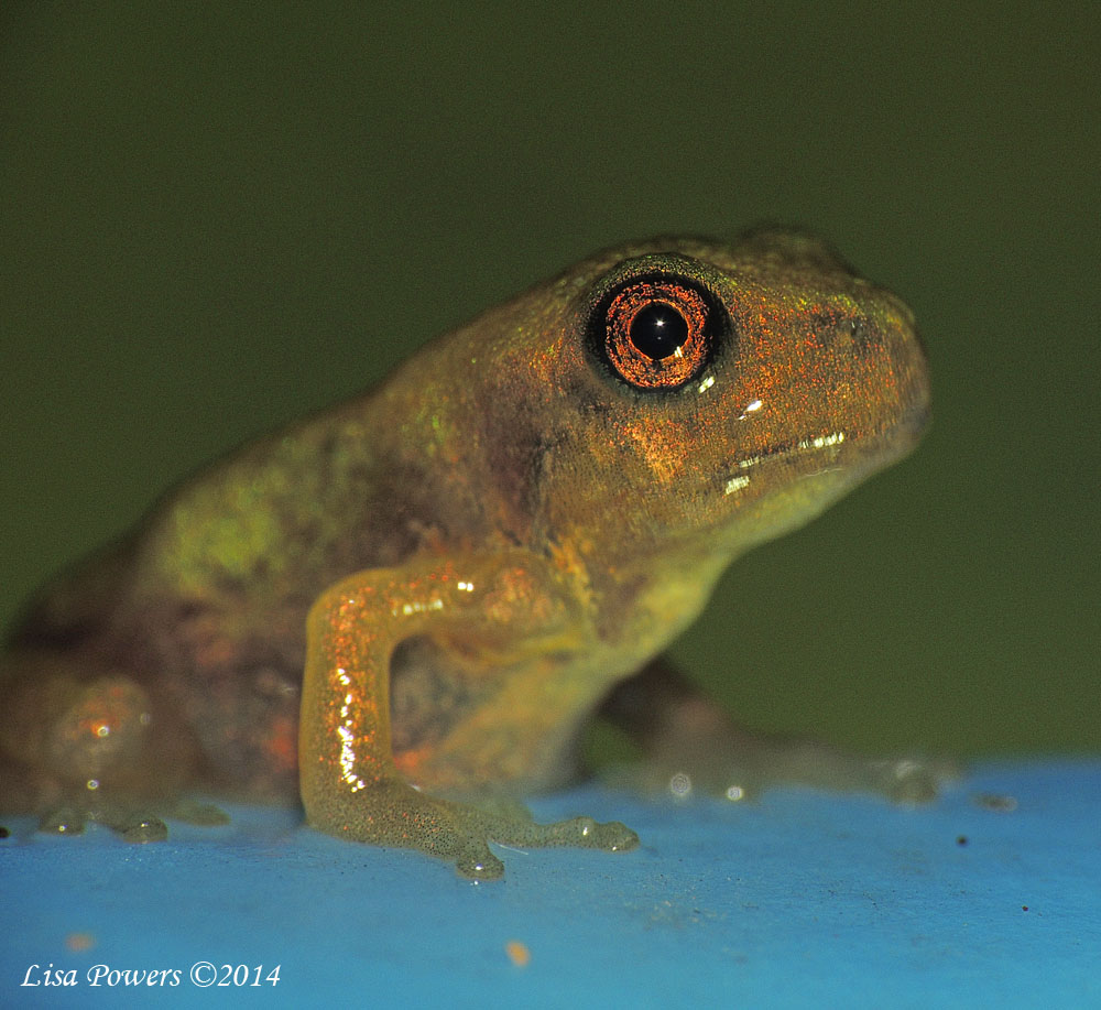 Cope's Gray Treefrog | Project Noah