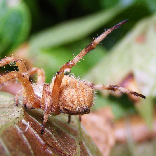 Garden Orb Weaving Spider | Project Noah