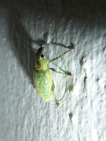 Golden Glitter/Gold Dust Weevil | Project Noah