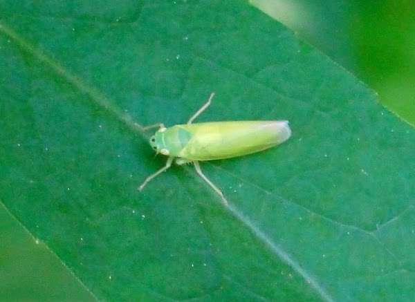 Leafhopper | Project Noah