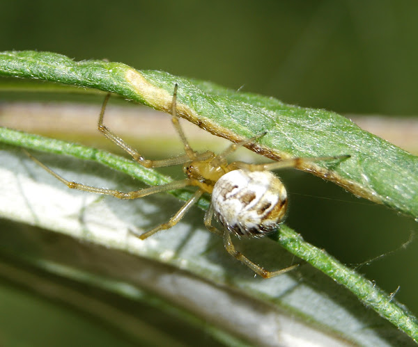 Tangle-Web Spider | Project Noah