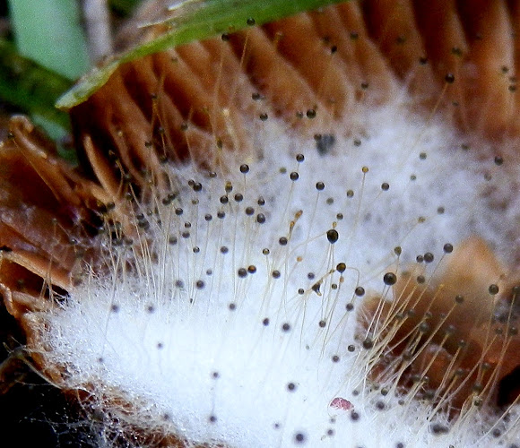 Pin Mold | Project Noah