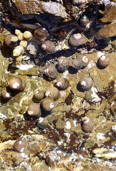 Spotted top shell | Project Noah