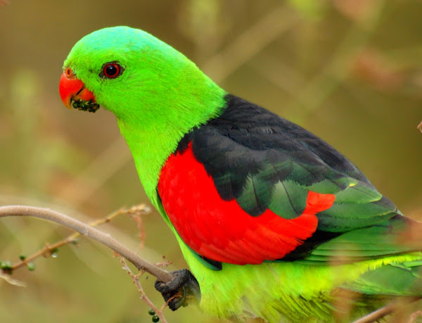 Red-winged Parrot | Project Noah
