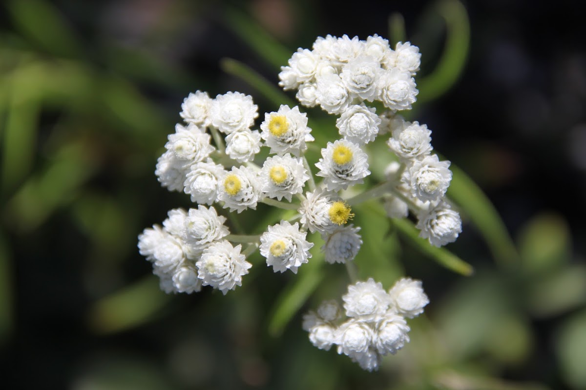 Western pearly everlasting | Project Noah